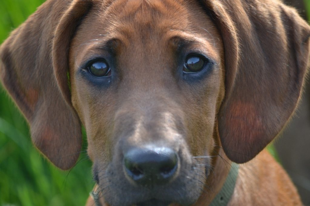 MSASA Rhodesian Ridgebacks – Welcome to the home of MSASA Rhodesian ...