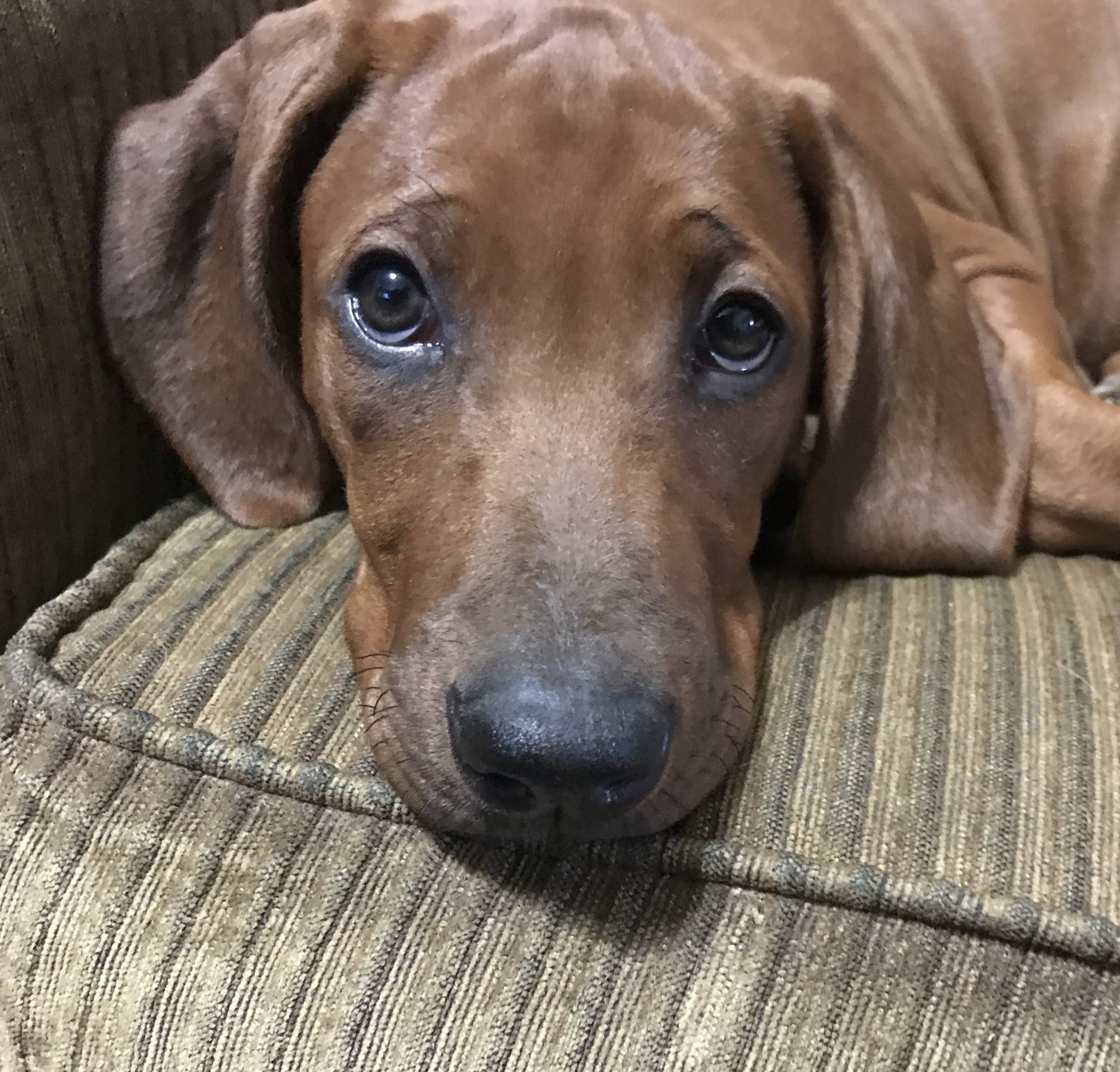 Nyah – MSASA Rhodesian Ridgebacks