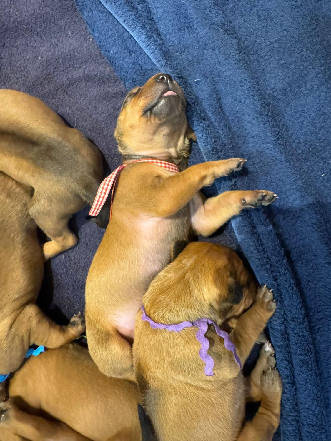 THE JASPER/GRACE LITTER IS DUE TO ARRIVE APRIL 30, 2025!!!! – MSASA ...