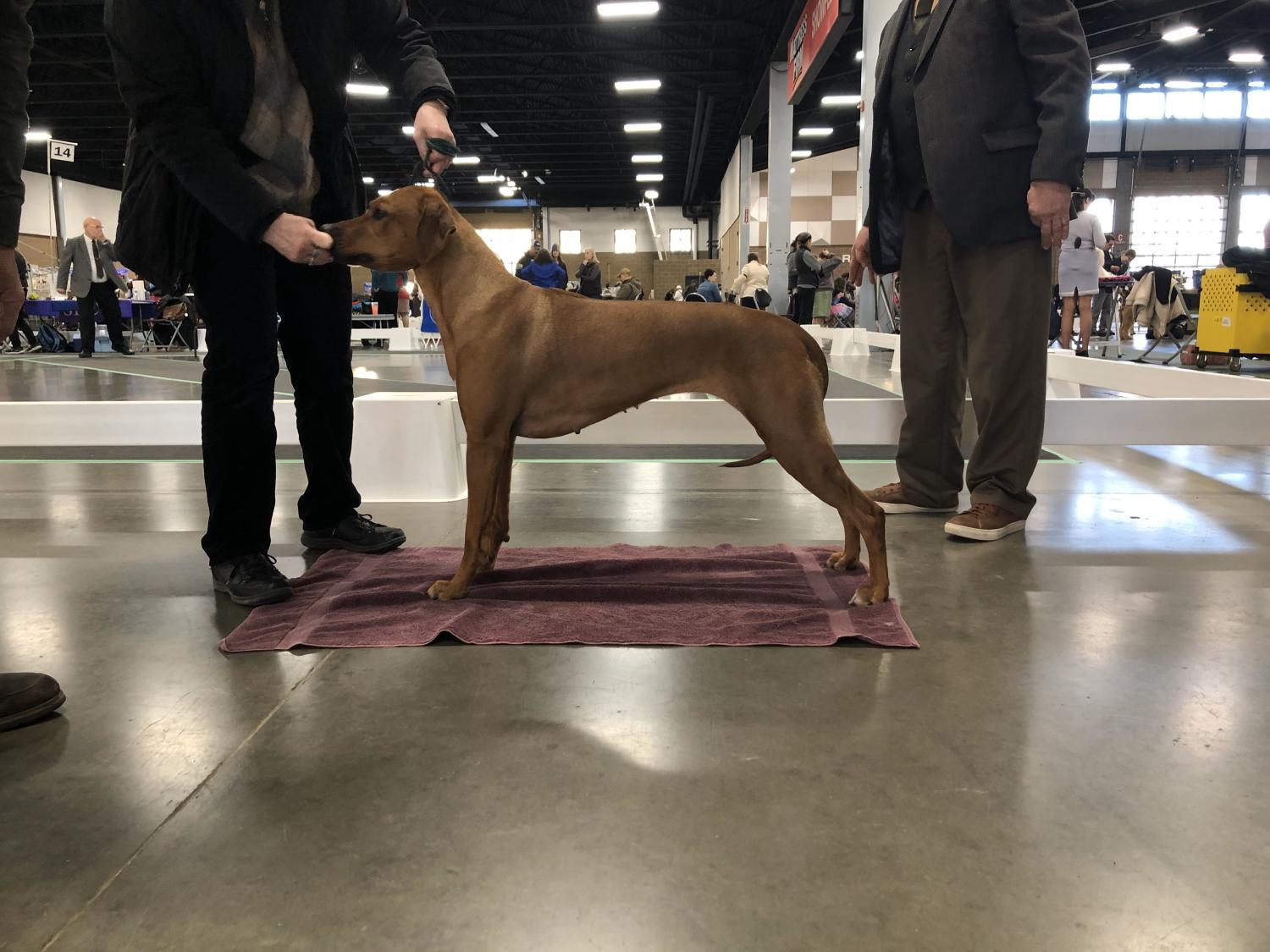 THE JASPER/GRACE LITTER IS DUE TO ARRIVE APRIL 30, 2025!!!! – MSASA ...