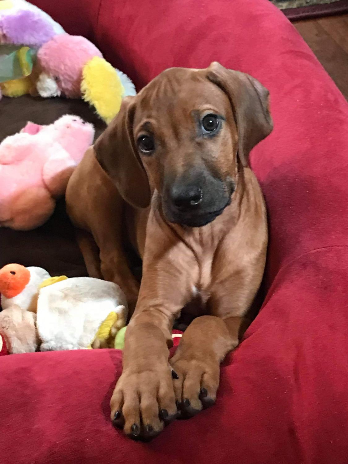 SASSA – MSASA Rhodesian Ridgebacks