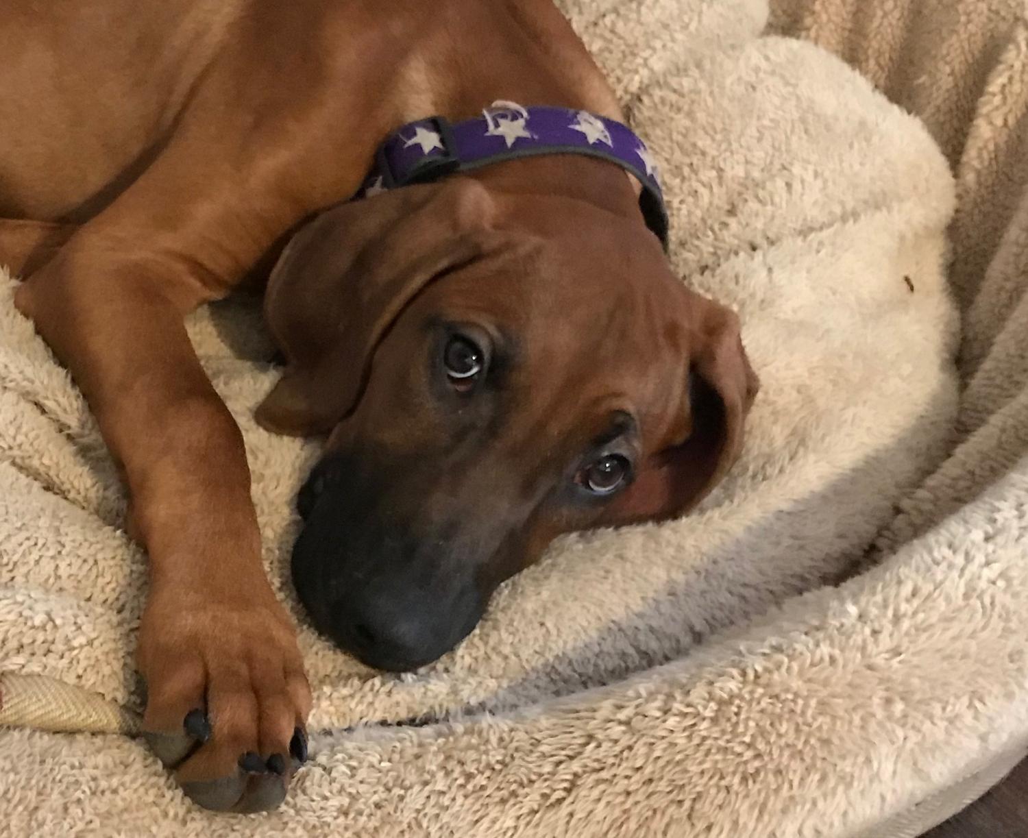 AMAH – MSASA Rhodesian Ridgebacks