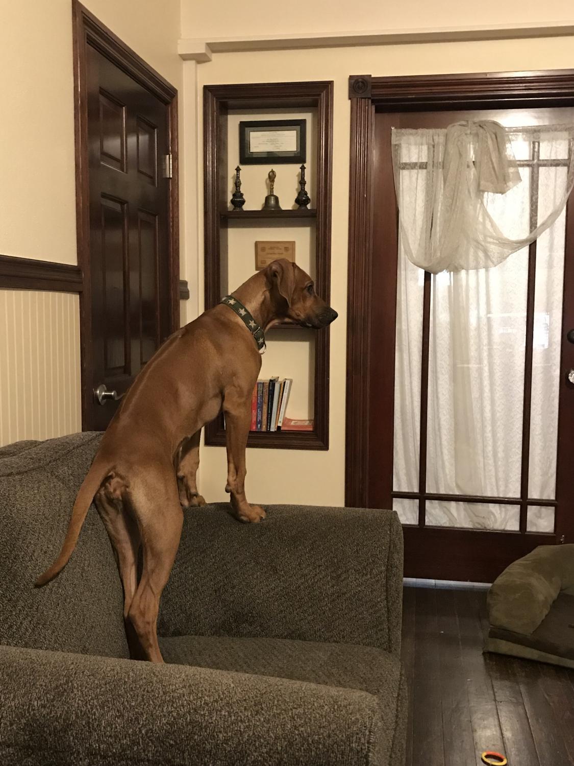SASSA – MSASA Rhodesian Ridgebacks