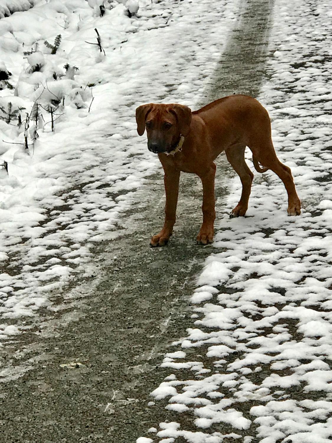 XHOSA – MSASA Rhodesian Ridgebacks