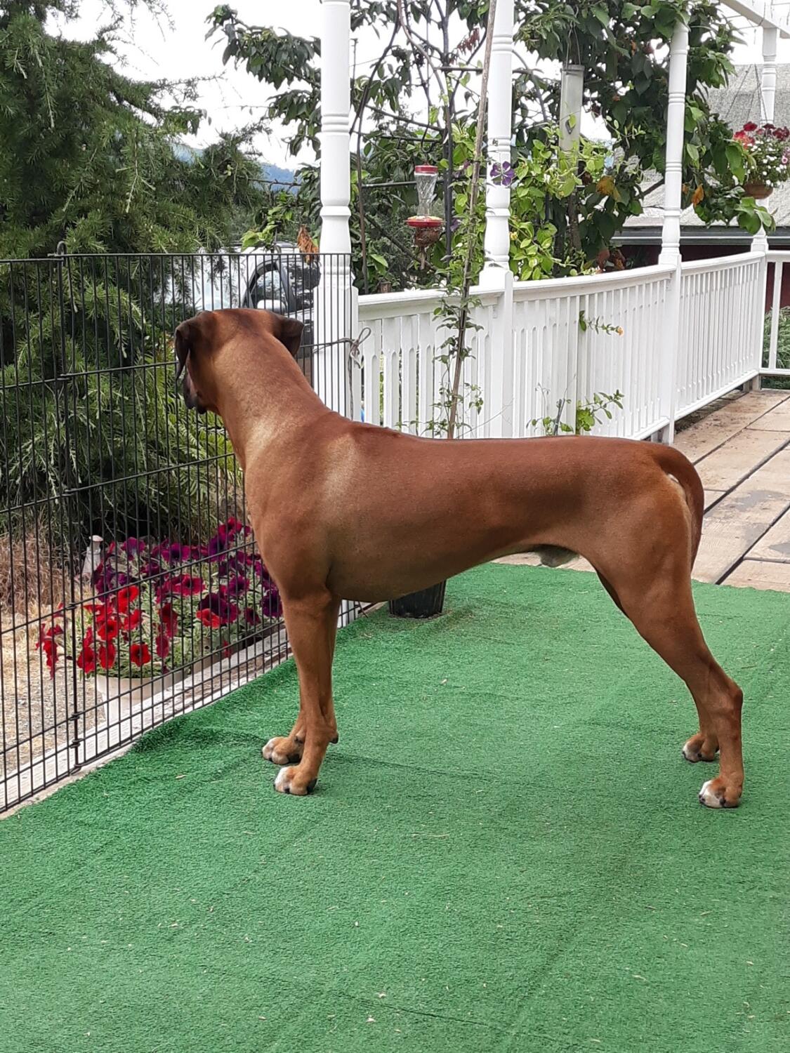 Merlin – MSASA Rhodesian Ridgebacks