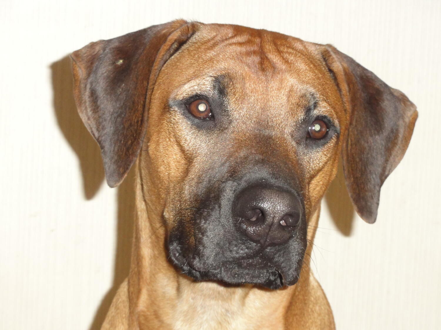 Merlin – MSASA Rhodesian Ridgebacks