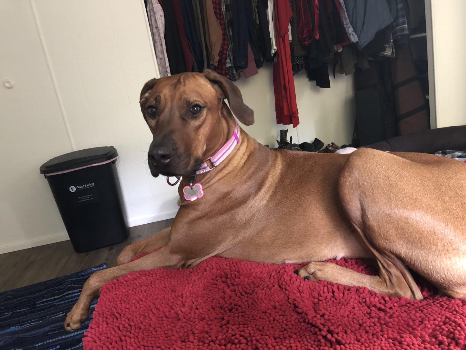 PENNY – MSASA Rhodesian Ridgebacks