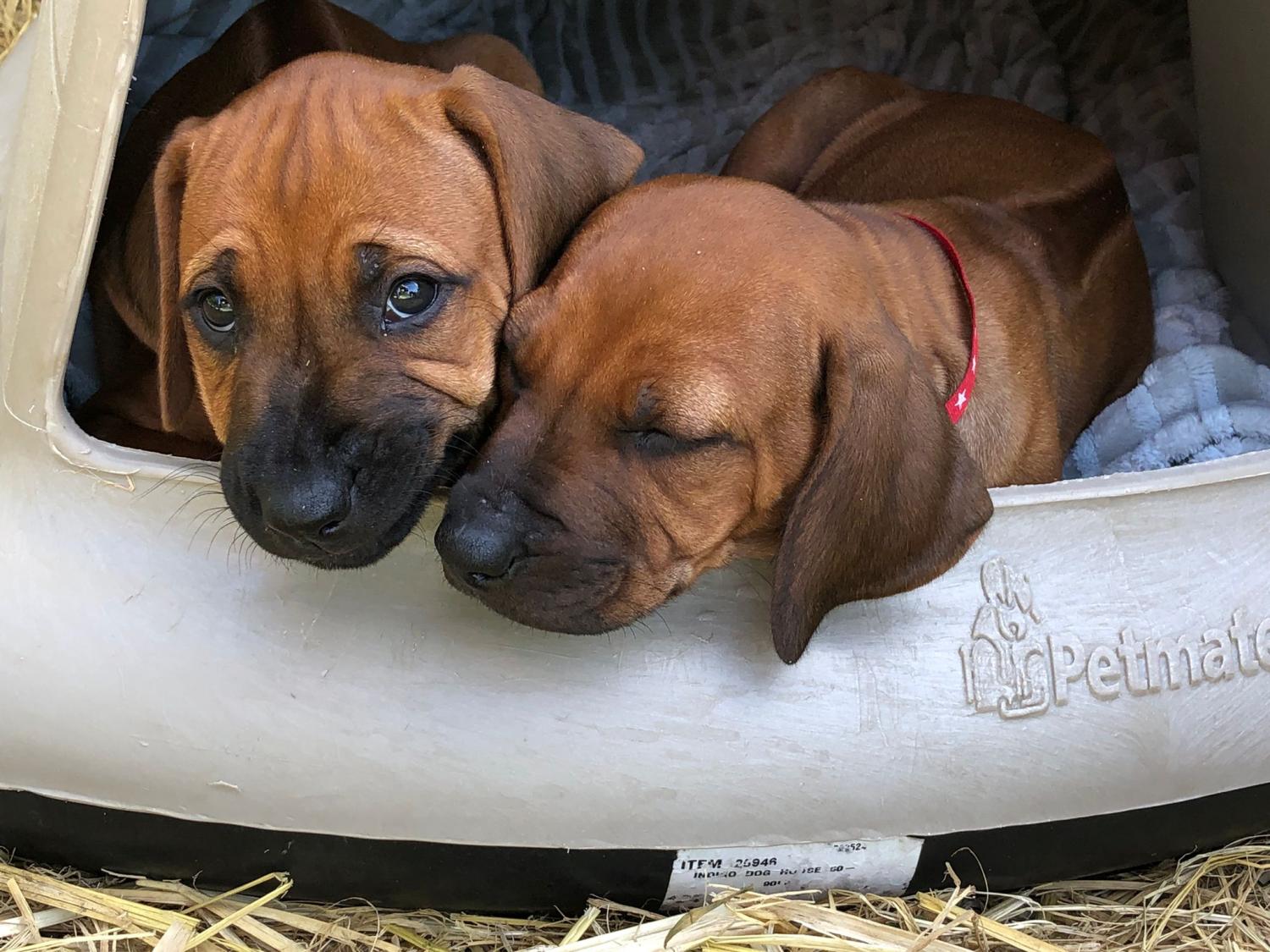 THE JASPER/GRACE LITTER IS DUE TO ARRIVE APRIL 30, 2025!!!! – MSASA ...