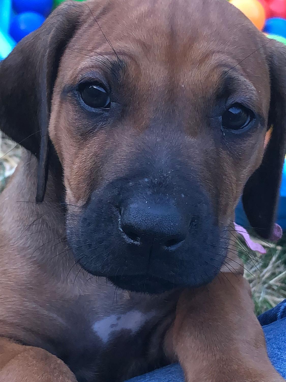 THE JASPER/GRACE LITTER IS DUE TO ARRIVE APRIL 30, 2025!!!! – MSASA ...