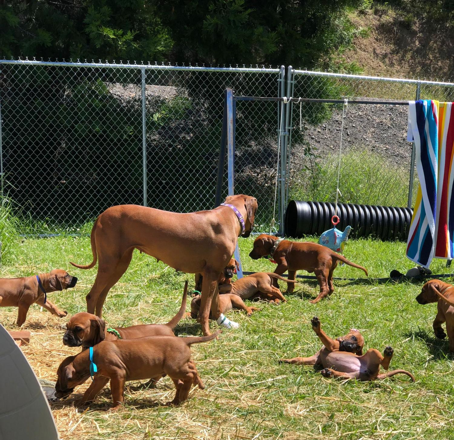 THE JASPER/GRACE LITTER IS DUE TO ARRIVE APRIL 30, 2025!!!! – MSASA ...