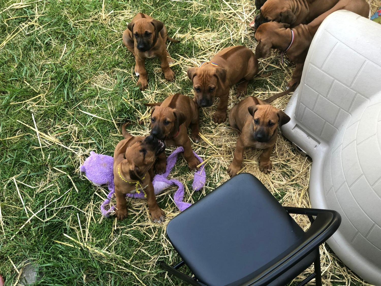 THE XHOSA/MERLIN LITTER HAS ARRIVED!!!! – MSASA Rhodesian Ridgebacks